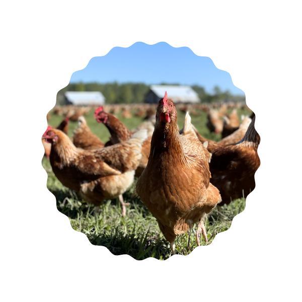 Clover Farms of Florida, LLC